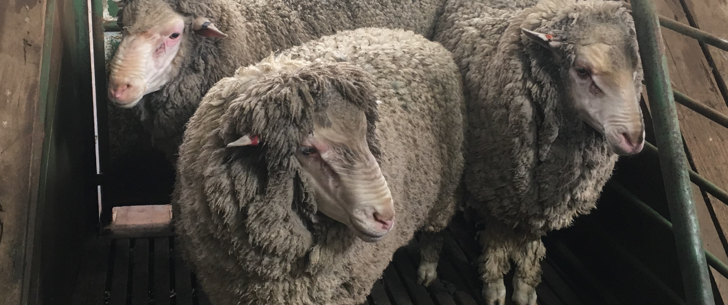 Merinotech | Merinotech (WA) is an intensively recorded nucleus, merino ...
