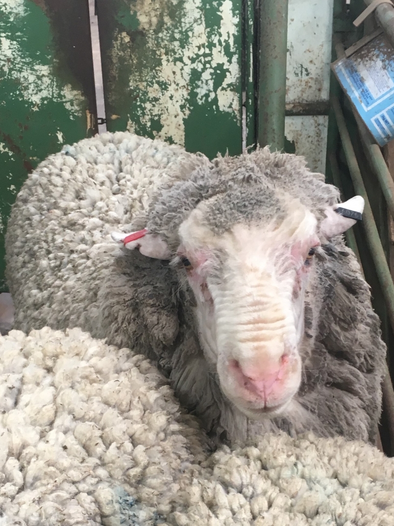 Merinotech | Merinotech (WA) is an intensively recorded nucleus, merino ...